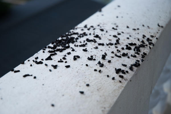 Bat Control Cambridge | Bat Removal Cambridge | Wildlife Shield
